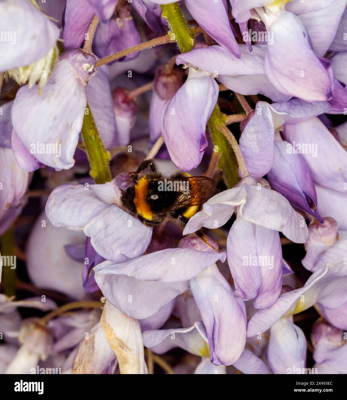 Bumblebee (Bombus sp, family: Apidae) on wisteria flowers (Wisteria sp ...