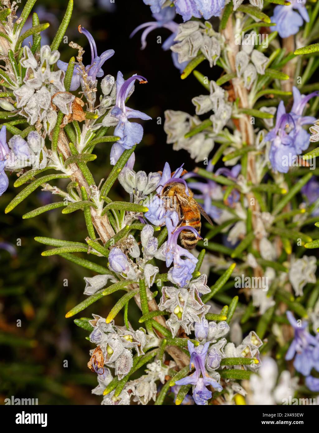Bee (Apis mellifera, family: Apidae) on rosemary flowers (Salvia ...