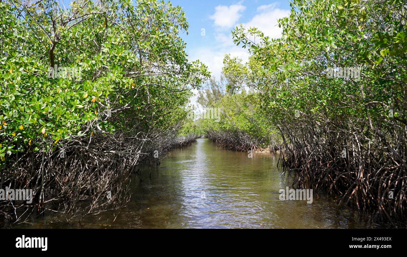 4/17/24, Everglades City, Florida, United States View of mangroves in ...