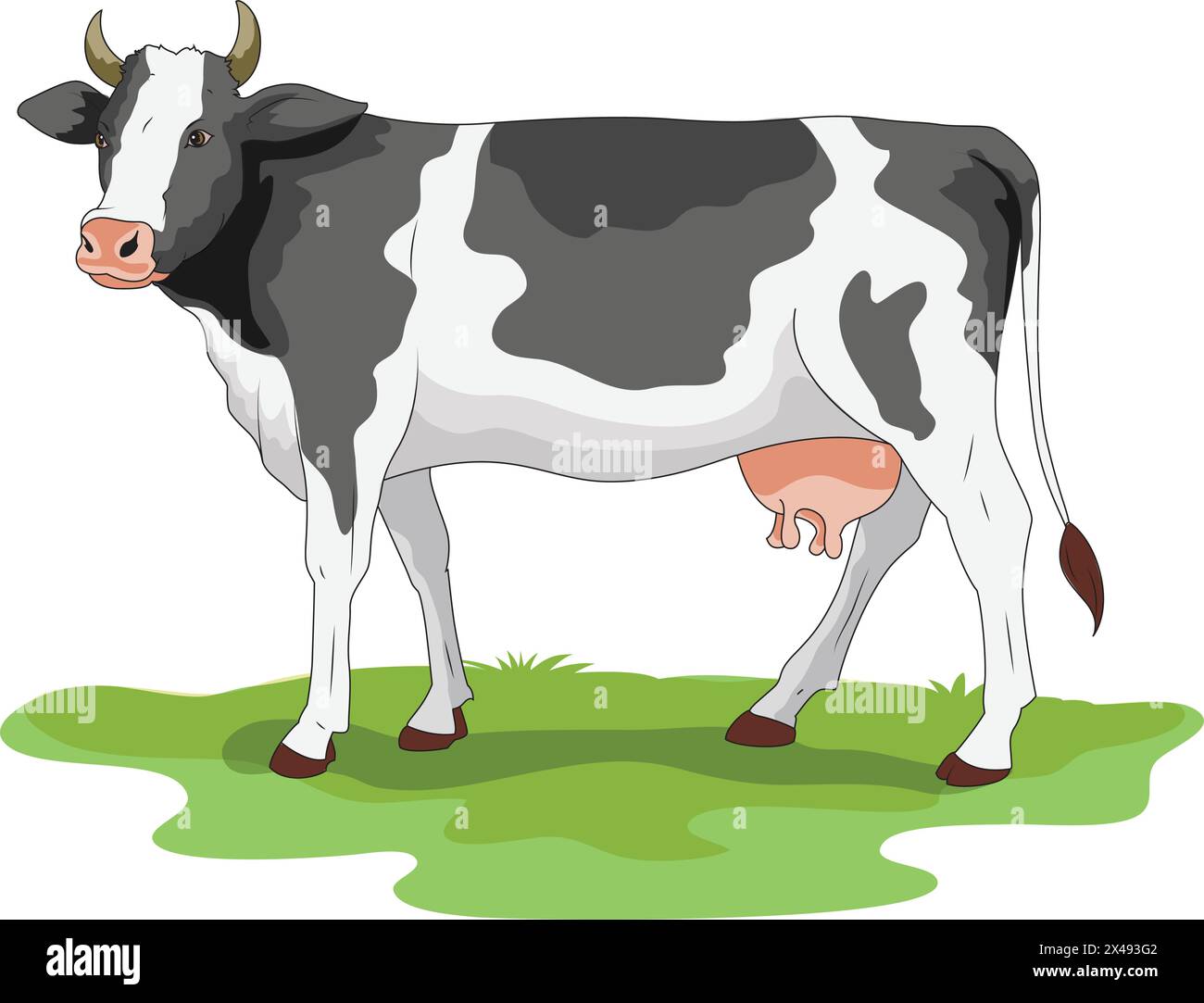 Farm animal cow standing on a grass field Stock Vector Image & Art - Alamy
