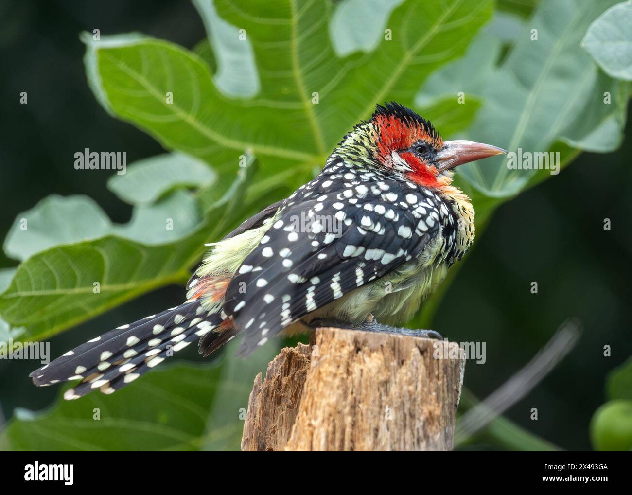 Striking barbet with red head, yellow chest, and black markings. Found ...