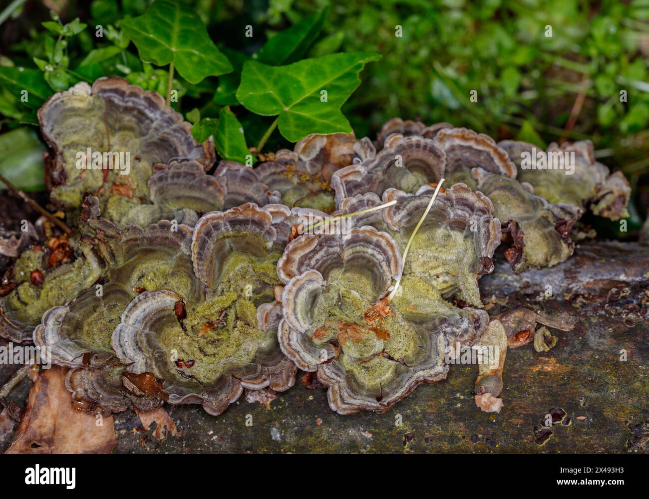 Polyporaceae family hi-res stock photography and images - Alamy