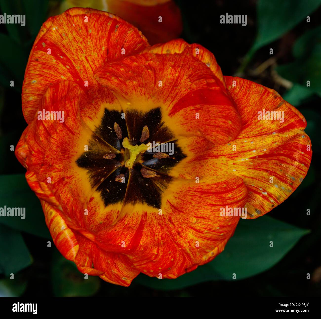Tulip tulipa sp flower garden hi-res stock photography and images - Alamy