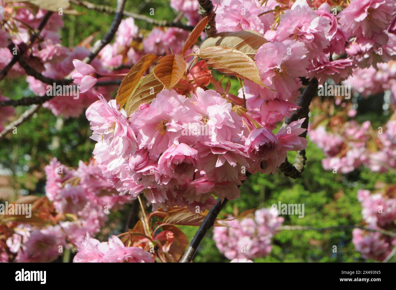 Copenhagen/ Denmark/01 May 2024 /Springs blooms in danish capital ...