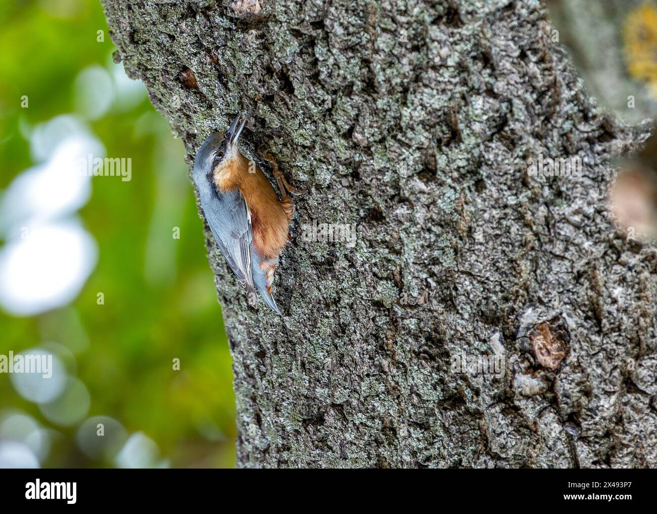 Compact songbird with blue-grey back & rusty patch. Expert climber ...