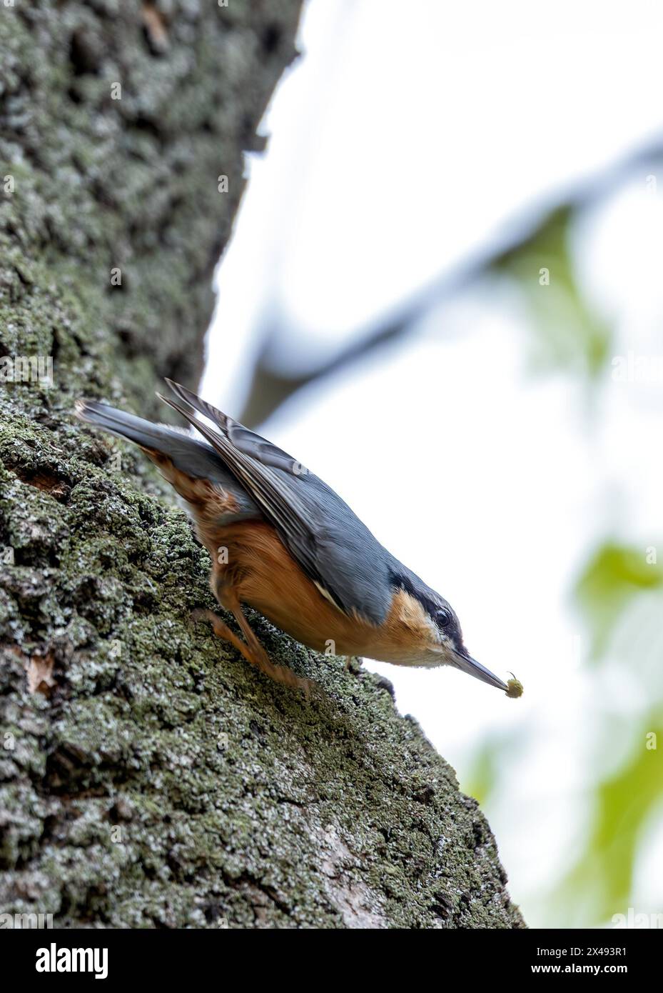 Compact songbird with blue-grey back & rusty patch. Expert climber ...
