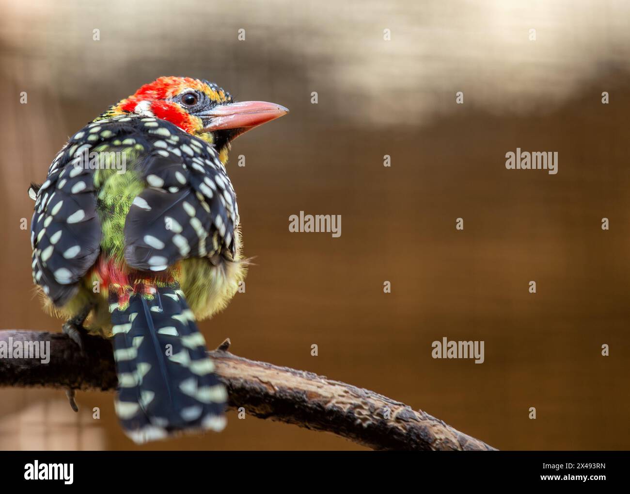 Striking barbet with red head, yellow chest, and black markings. Found ...