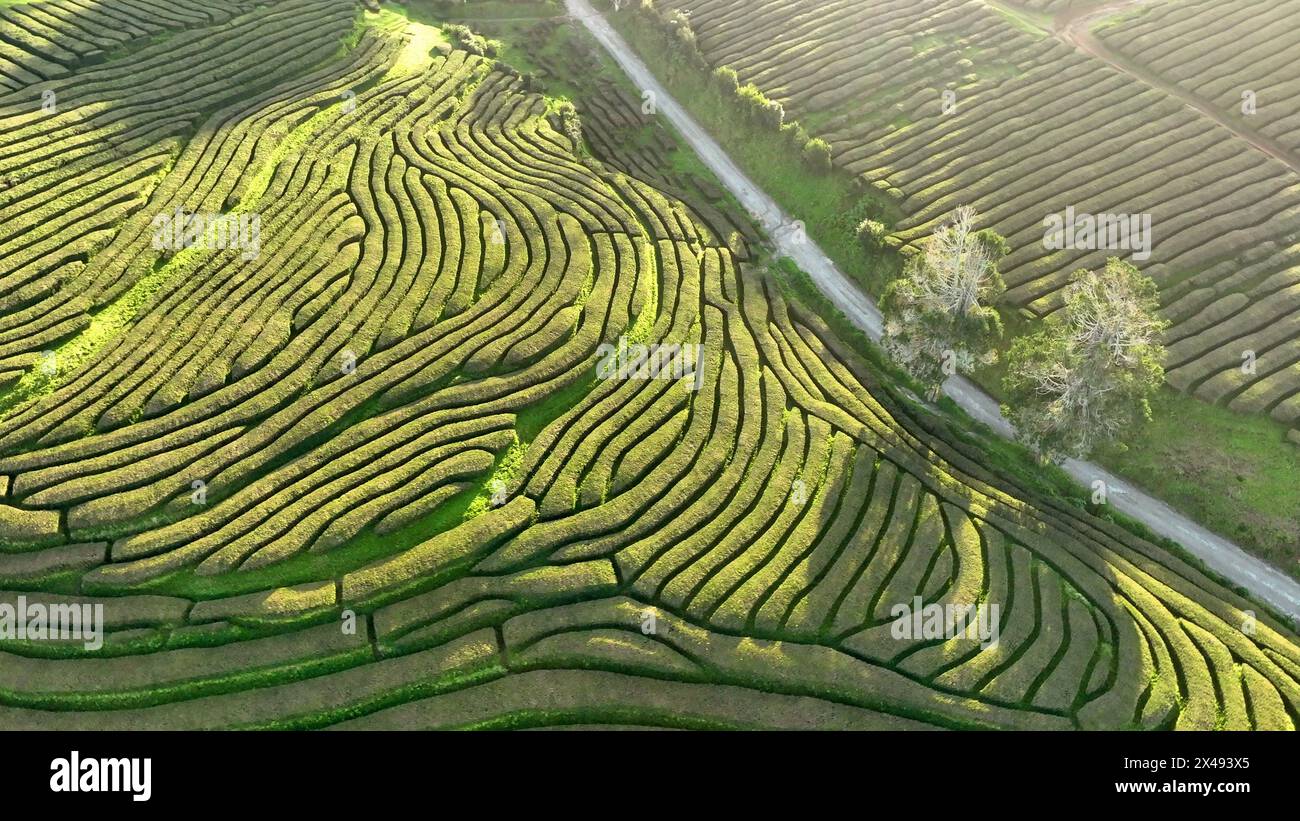 4k Aerial view of green Tea plantations terrace. Azores tea fields ...