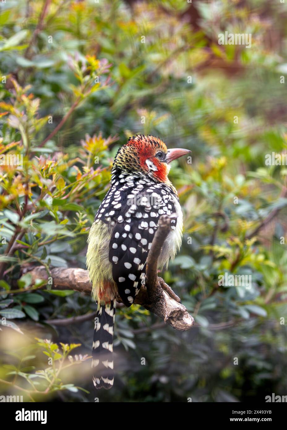 Striking barbet with red head, yellow chest, and black markings. Found ...