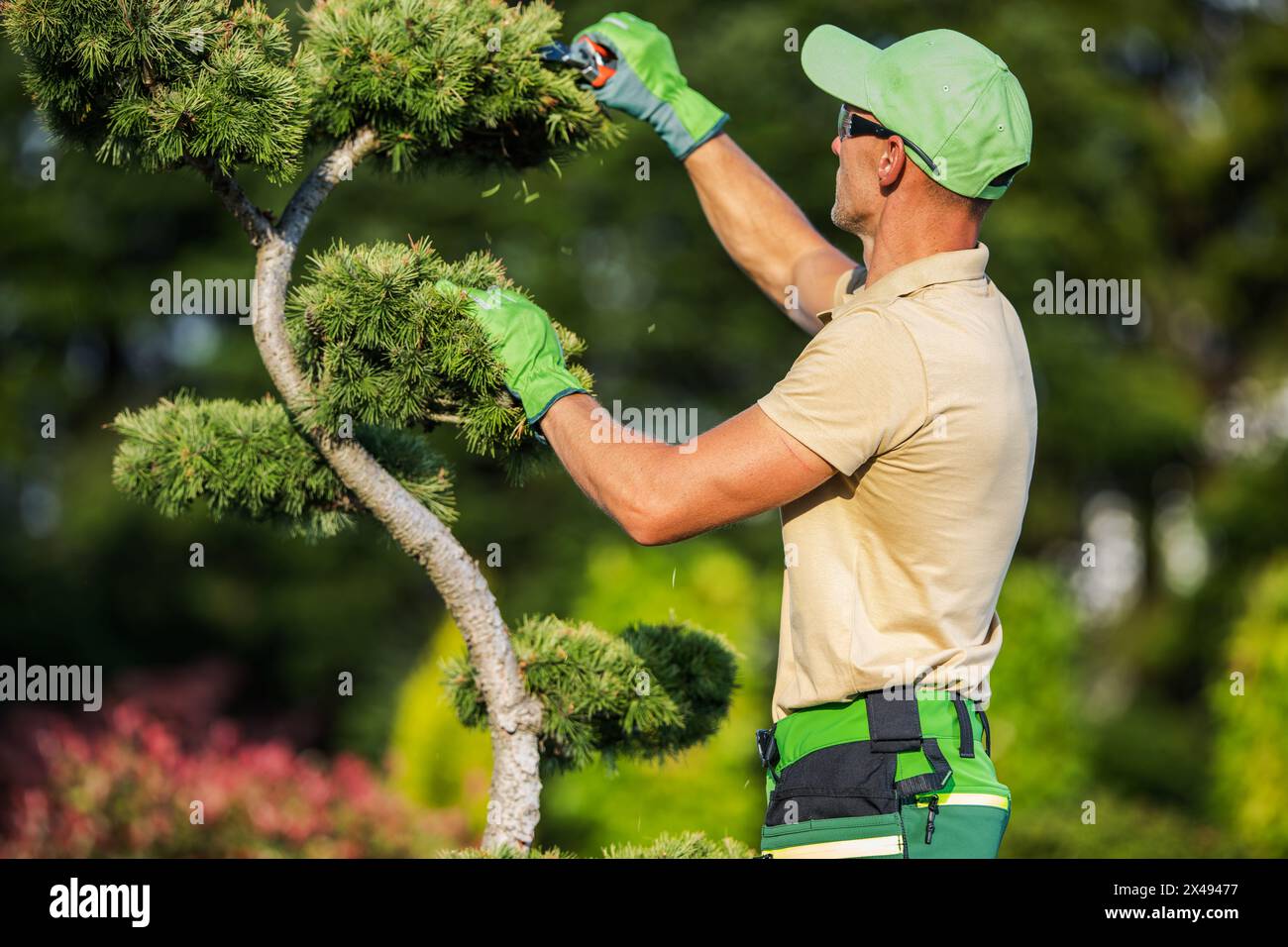 Professional Gardener Shaping Garden Plants Using Small Cordless ...