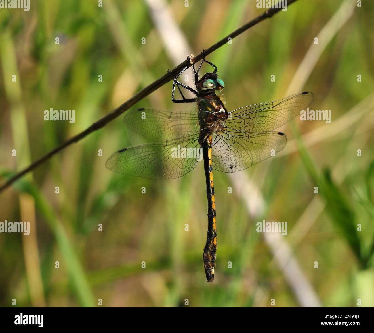 Common Clubtail dragonfly - Gomphus vulgatissimus. Female of the ...
