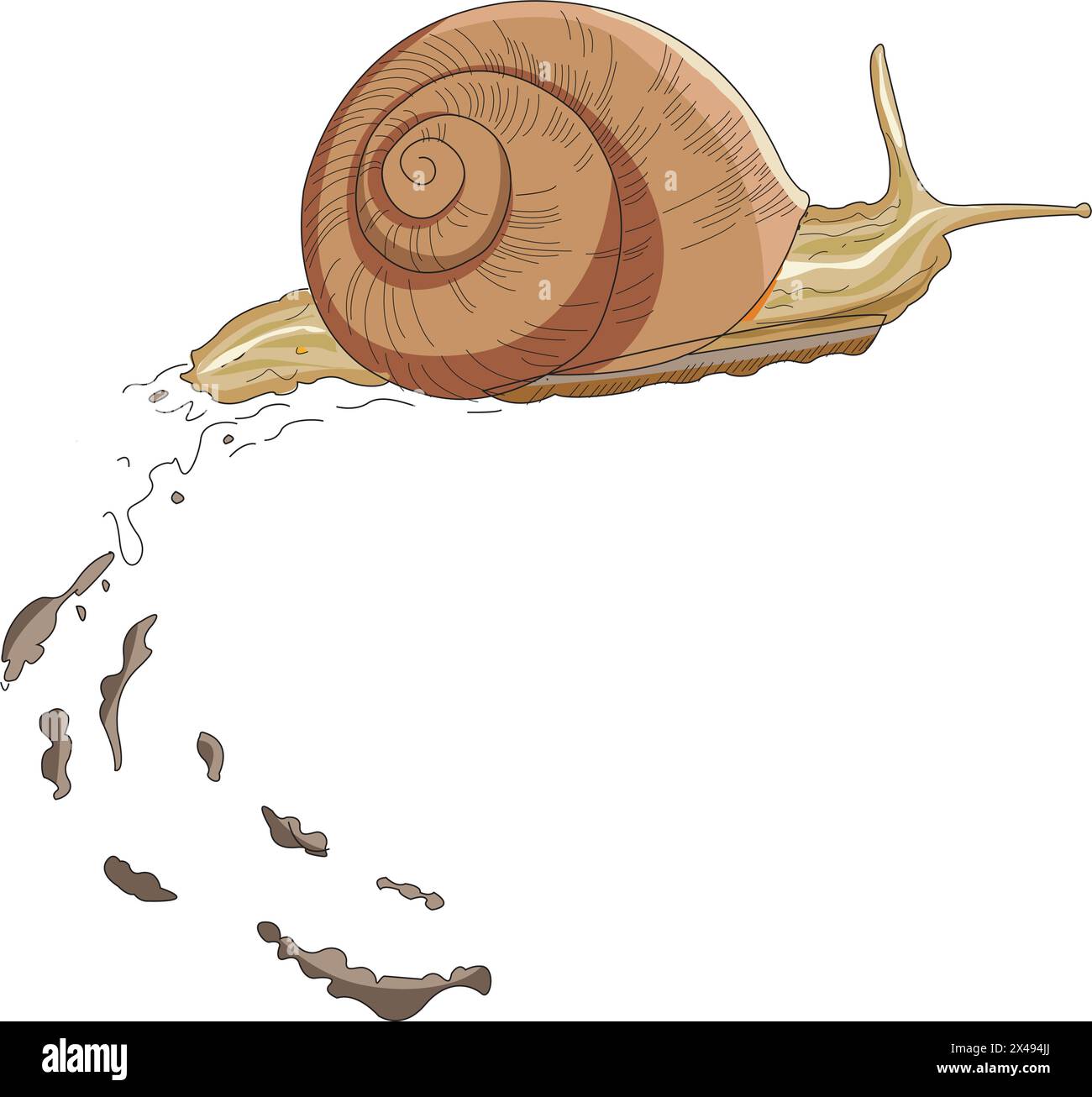 Snail clipart hi-res stock photography and images - Alamy