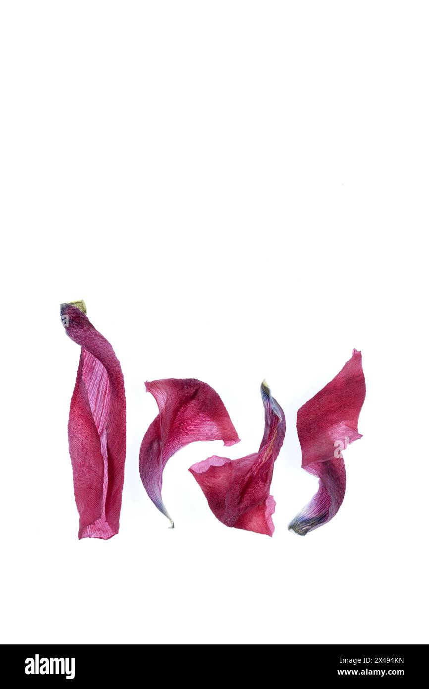 Wilted tulip flower Cut Out Stock Images & Pictures - Alamy