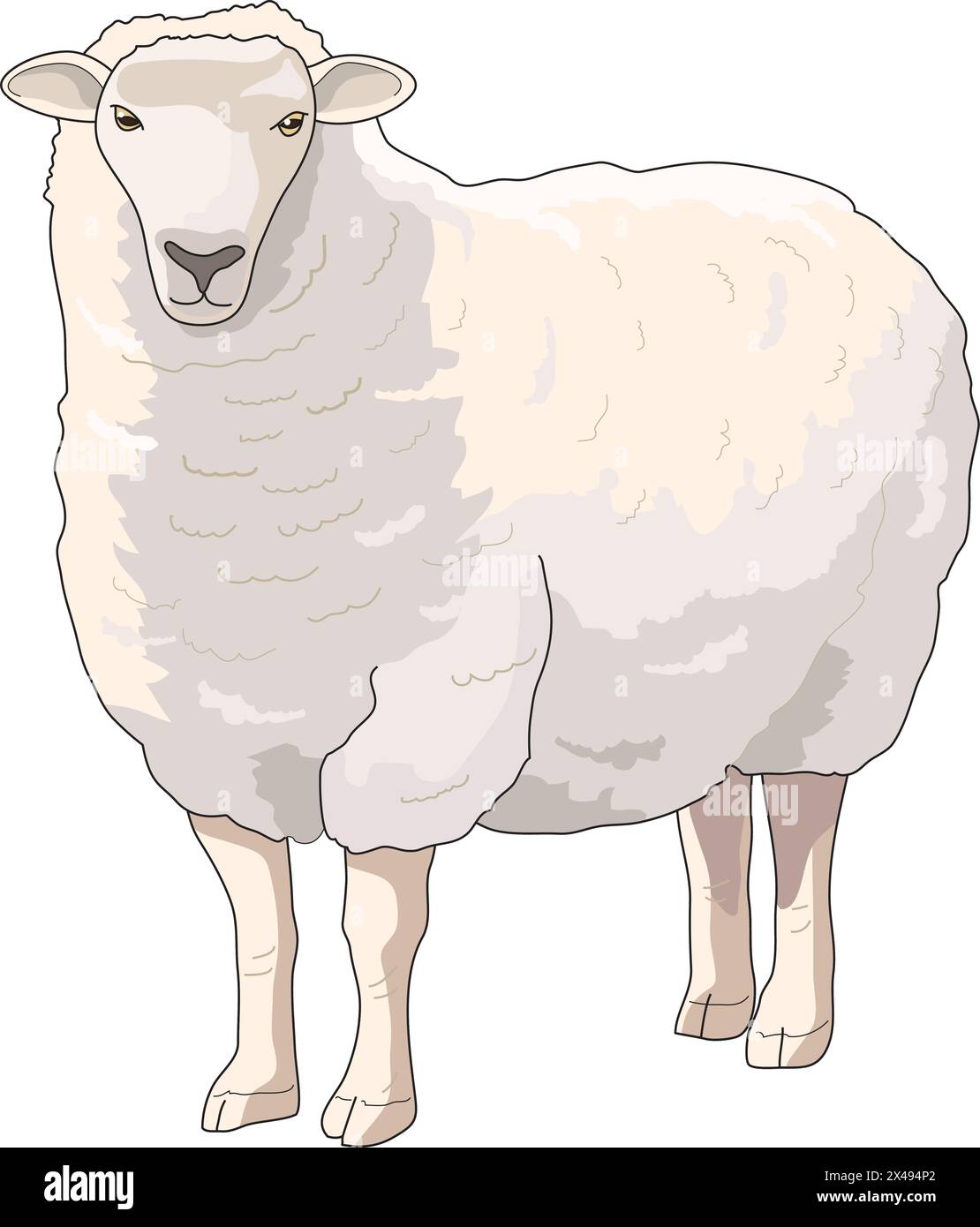 Hand drawn cute sheep Cut Out Stock Images & Pictures - Alamy