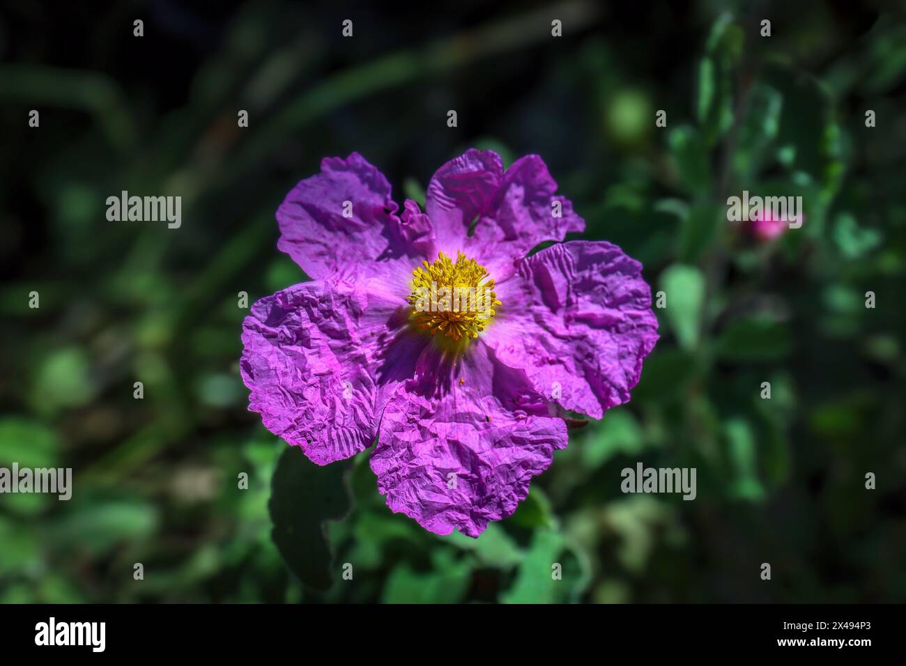 Cretan wild flower hi-res stock photography and images - Alamy