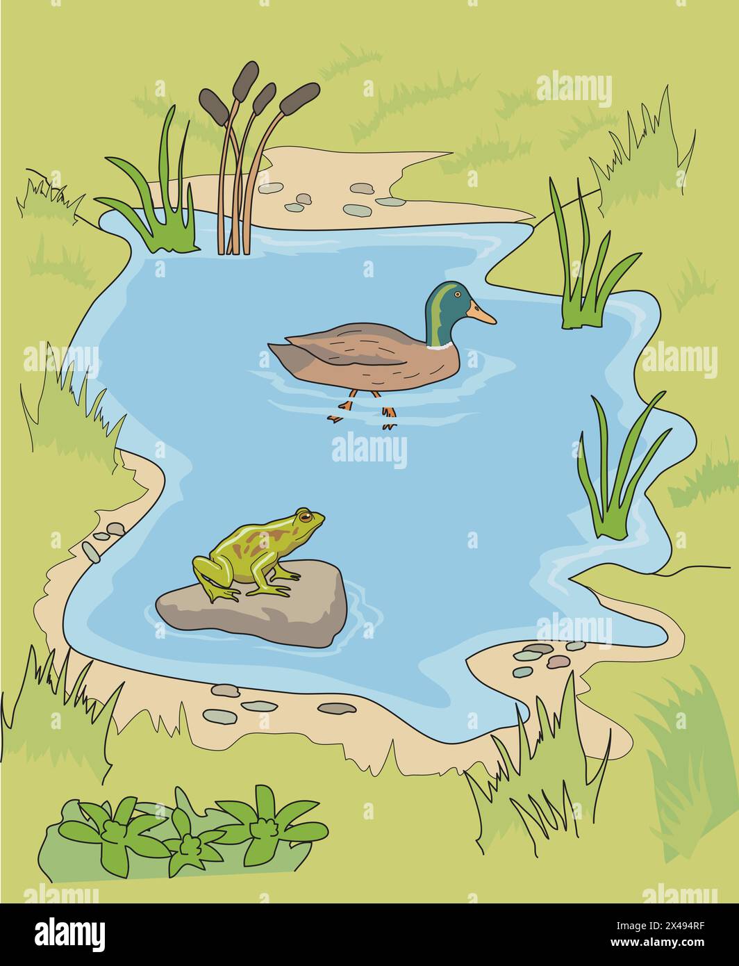 Duck swimming in water and frog sitting on a rock Stock Vector Image ...