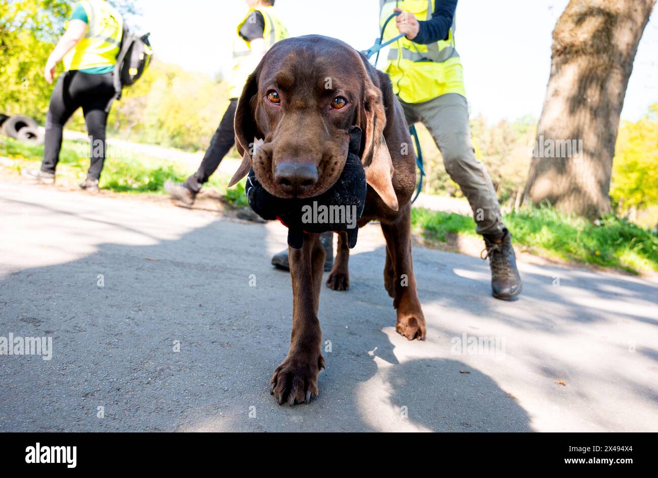 01 May 2024, Lower Saxony, Bremervörde: A search dog from the K-9 ...