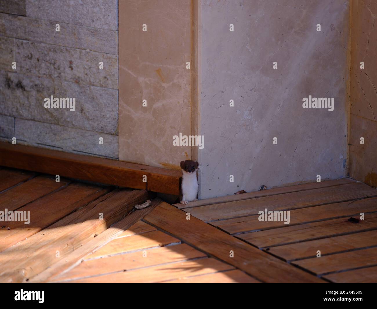 Weasel in hiding hi-res stock photography and images - Alamy