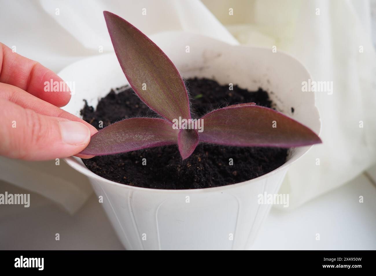 Tradescantia, genus of herbaceous perennial wildflowers in the family ...