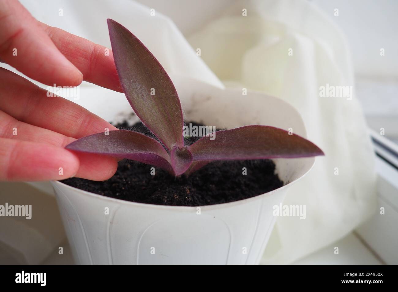 Tradescantia, genus of herbaceous perennial wildflowers in the family ...