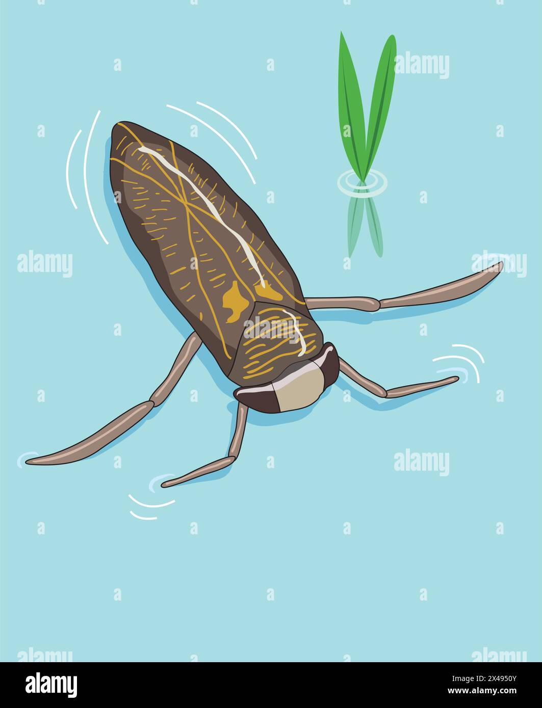 Insect science education hi-res stock photography and images - Alamy