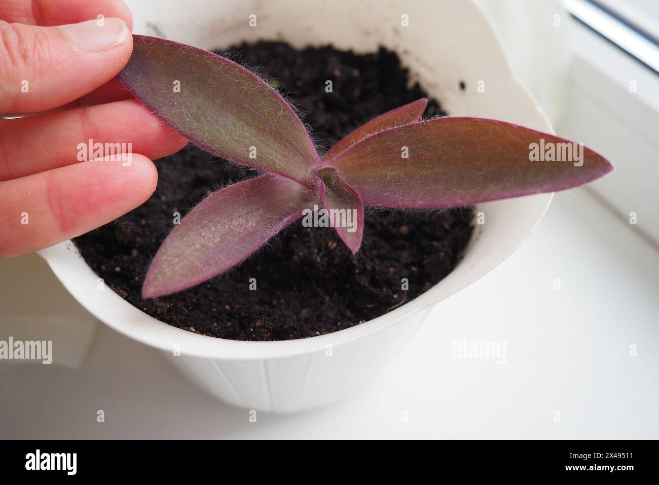 Tradescantia, genus of herbaceous perennial wildflowers in the family ...