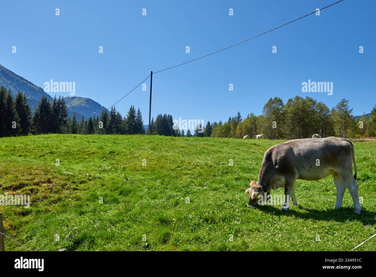 Alpine Cows Grazing in the Pristine Heart of Mountain Meadows. Mountain ...