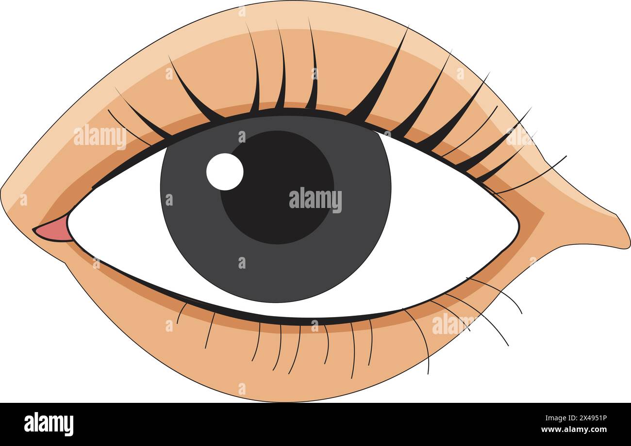 Human body blood vessel Stock Vector Images - Alamy