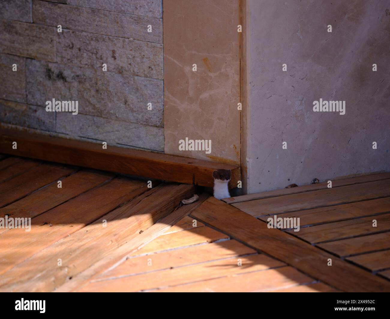 Weasel in hiding hi-res stock photography and images - Alamy
