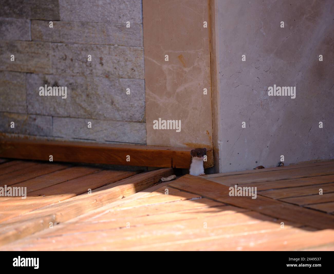 Weasel in hiding hi-res stock photography and images - Alamy