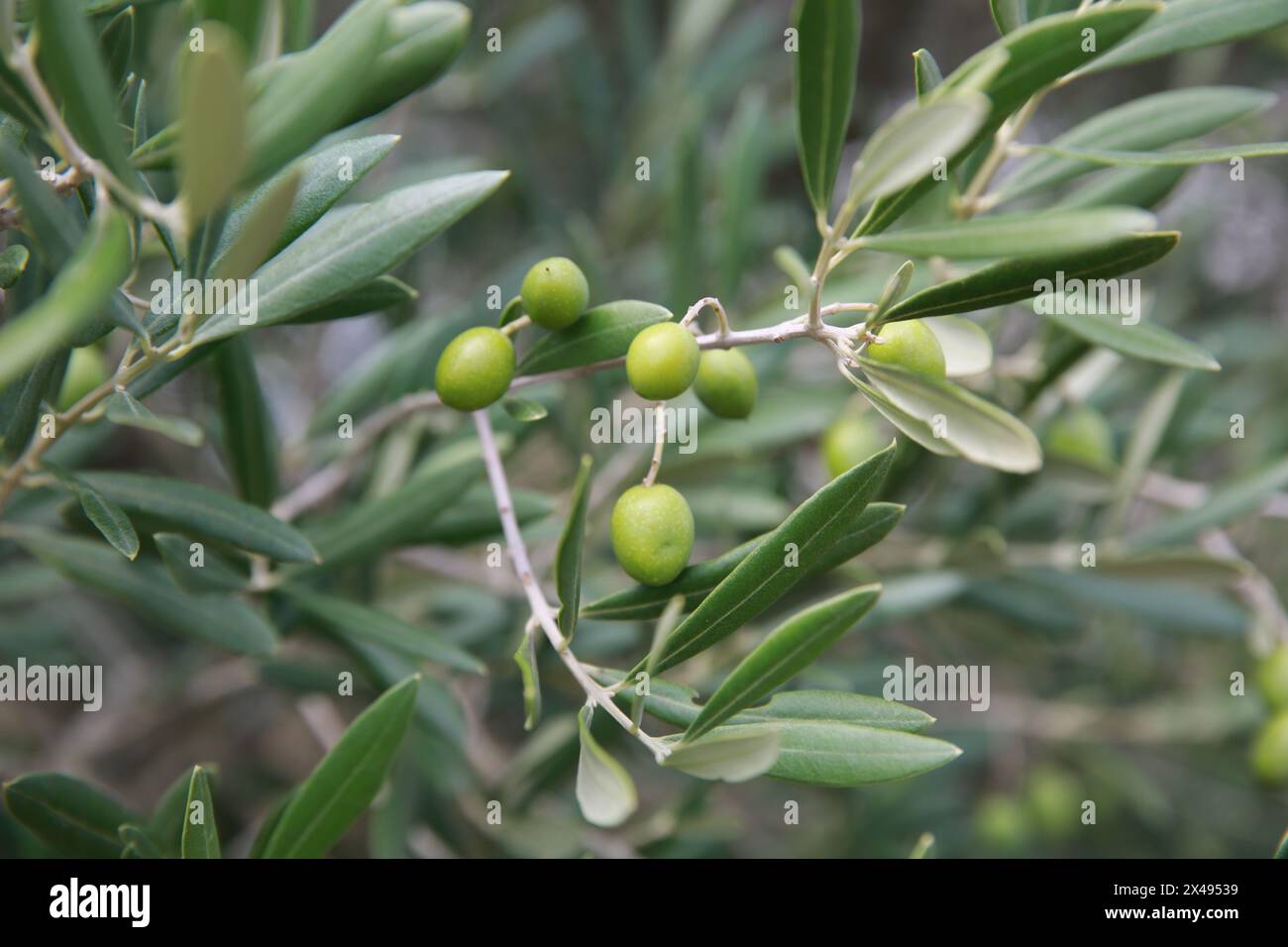 Young green olives growing on an olive tree Stock Photo - Alamy
