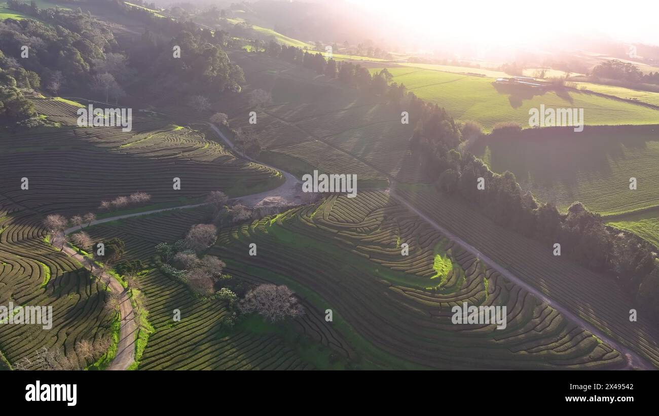 4k Aerial view of green Tea plantations terrace. Azores tea fields ...