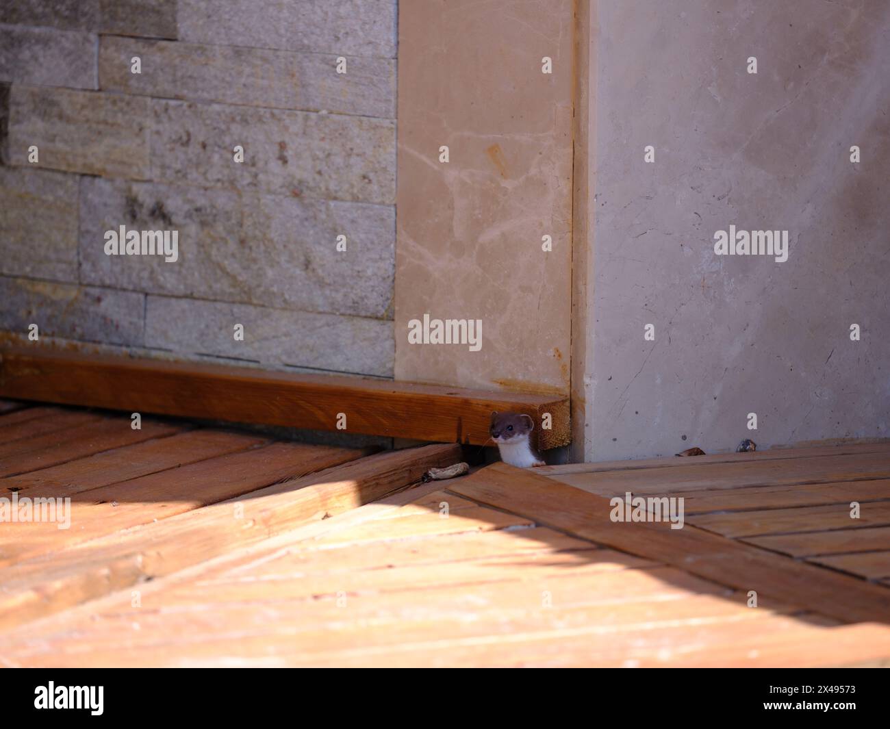 Weasel in hiding hi-res stock photography and images - Alamy