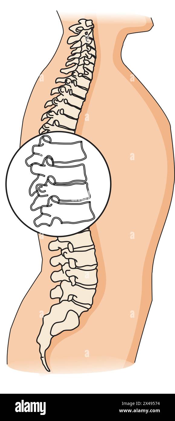 Illustration showing bones of vertebral column Stock Vector Image & Art ...