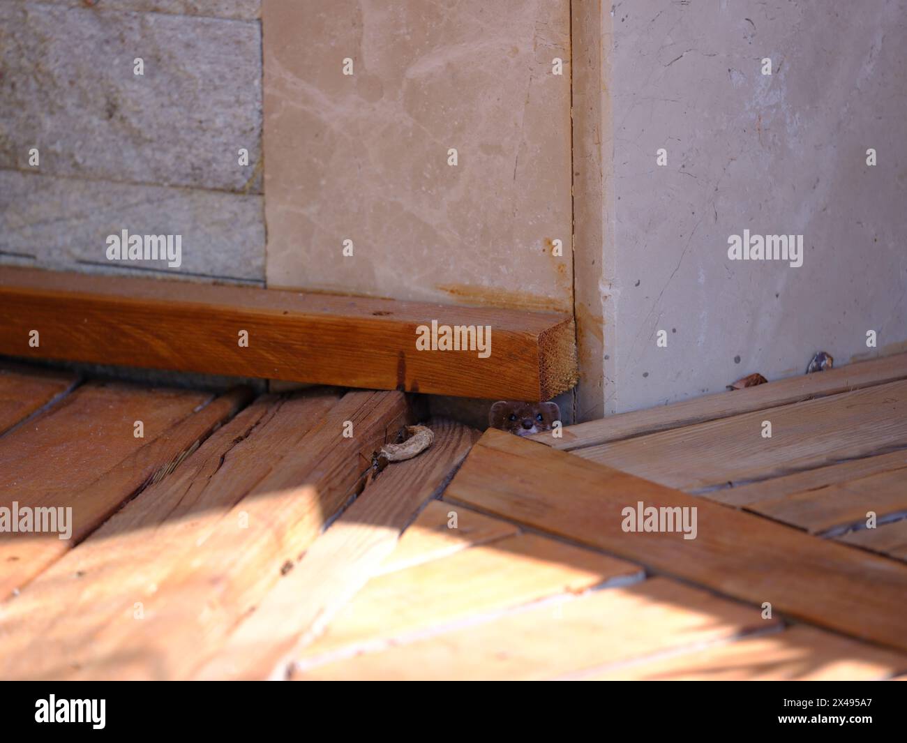 Weasel hiding in wooden floor in a hole outdoor in a sunny day Stock ...