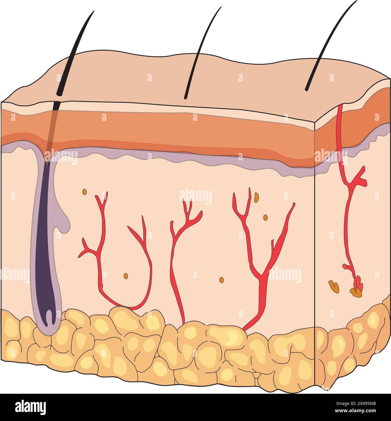 Human body veins structure anatomy Stock Vector Images - Alamy