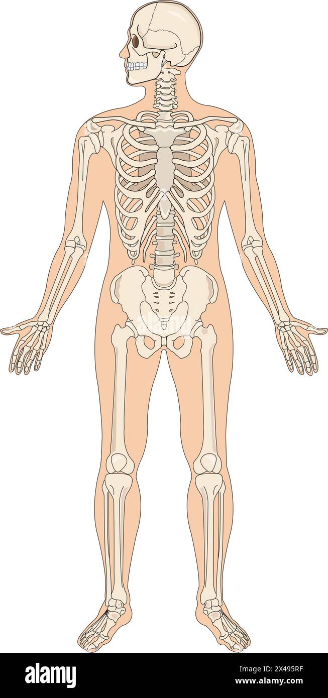 Human skeleton system skull Stock Vector Images - Alamy