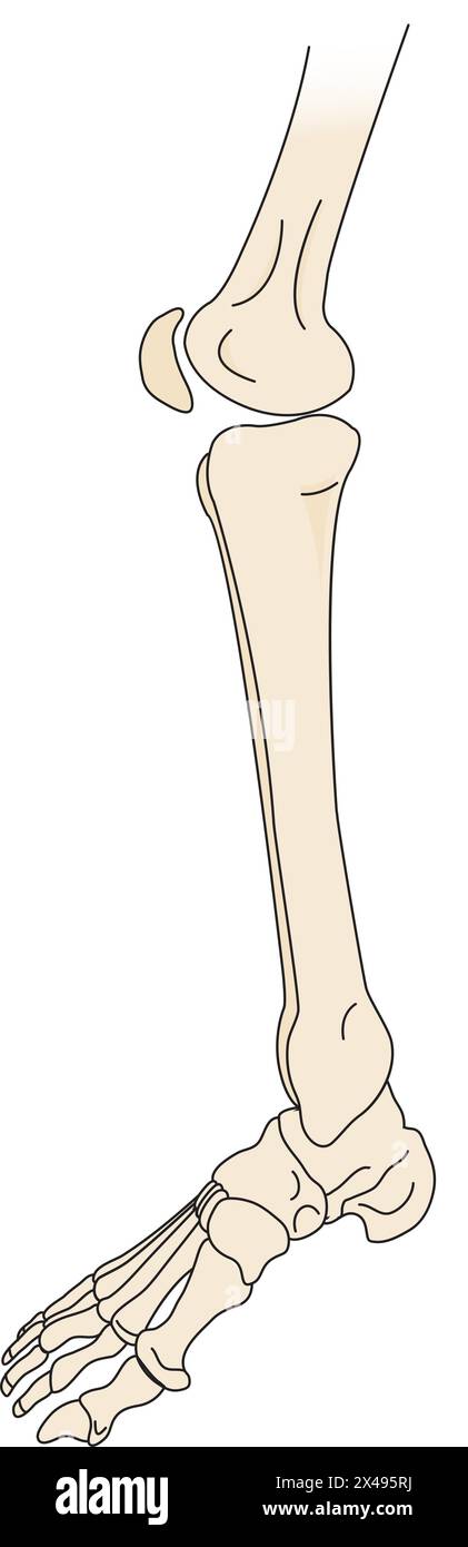 Human skeleton hand bones Stock Vector Images - Alamy