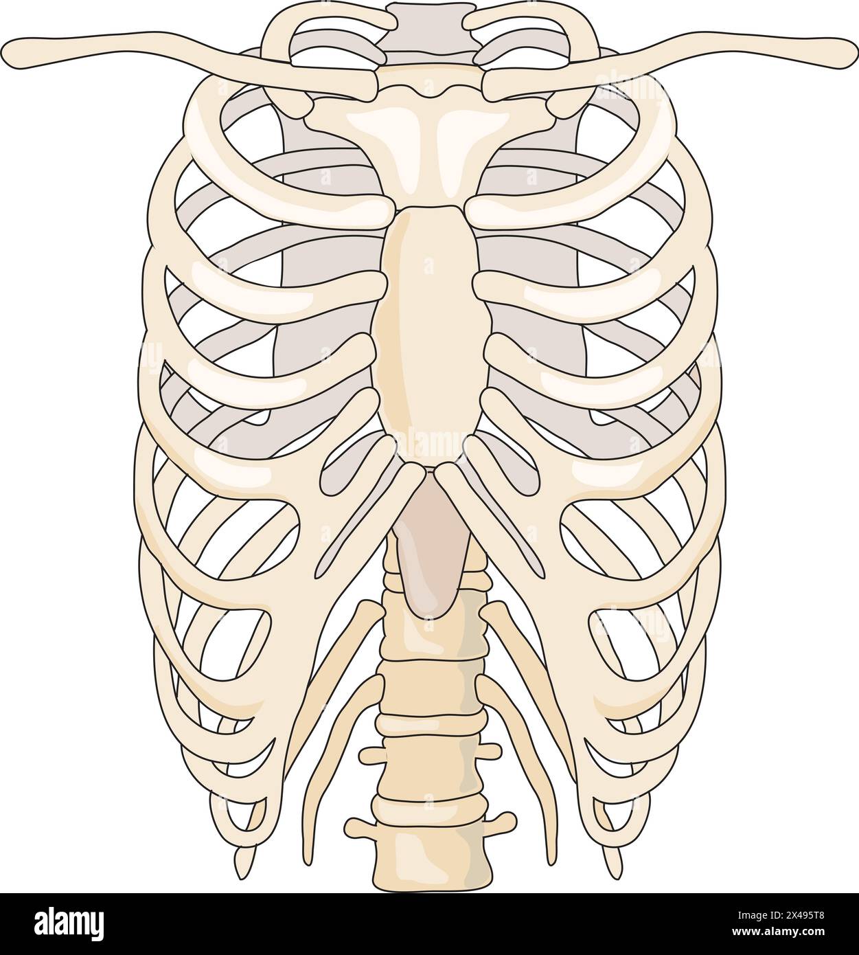 Ribcage clipart hi-res stock photography and images - Alamy