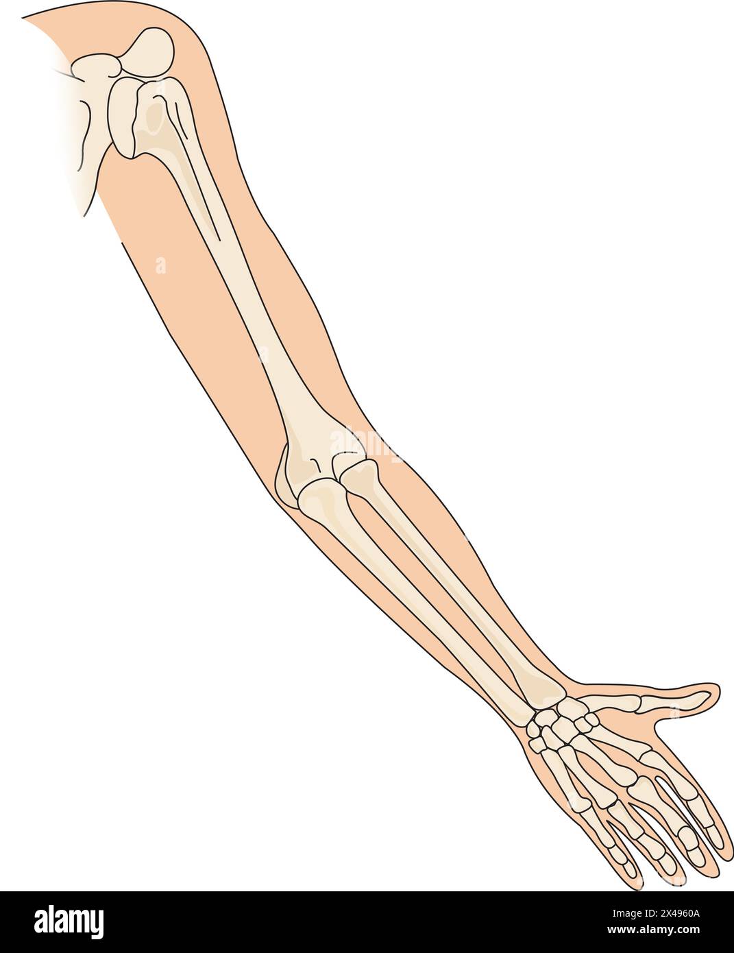 Skeleton of the arm Stock Vector Images - Alamy