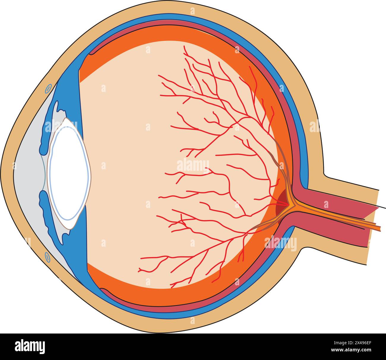 Human eye anatomy Stock Vector Image & Art - Alamy Human eye anatomy Stock Vector Image & Art - Alamy