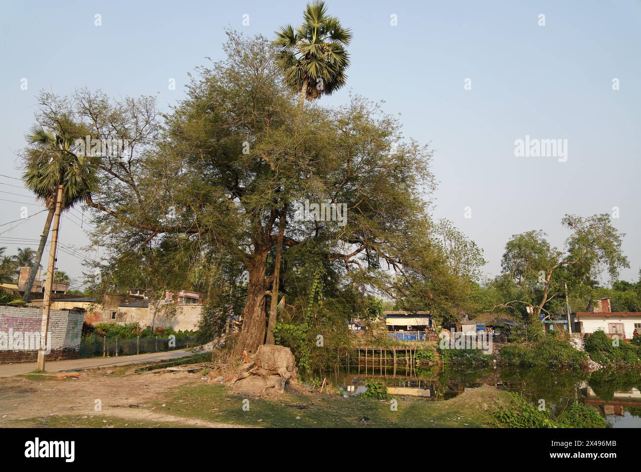 Tamarind or Tamarindus indica, and palm trees at Bainan village. Bagnan ...