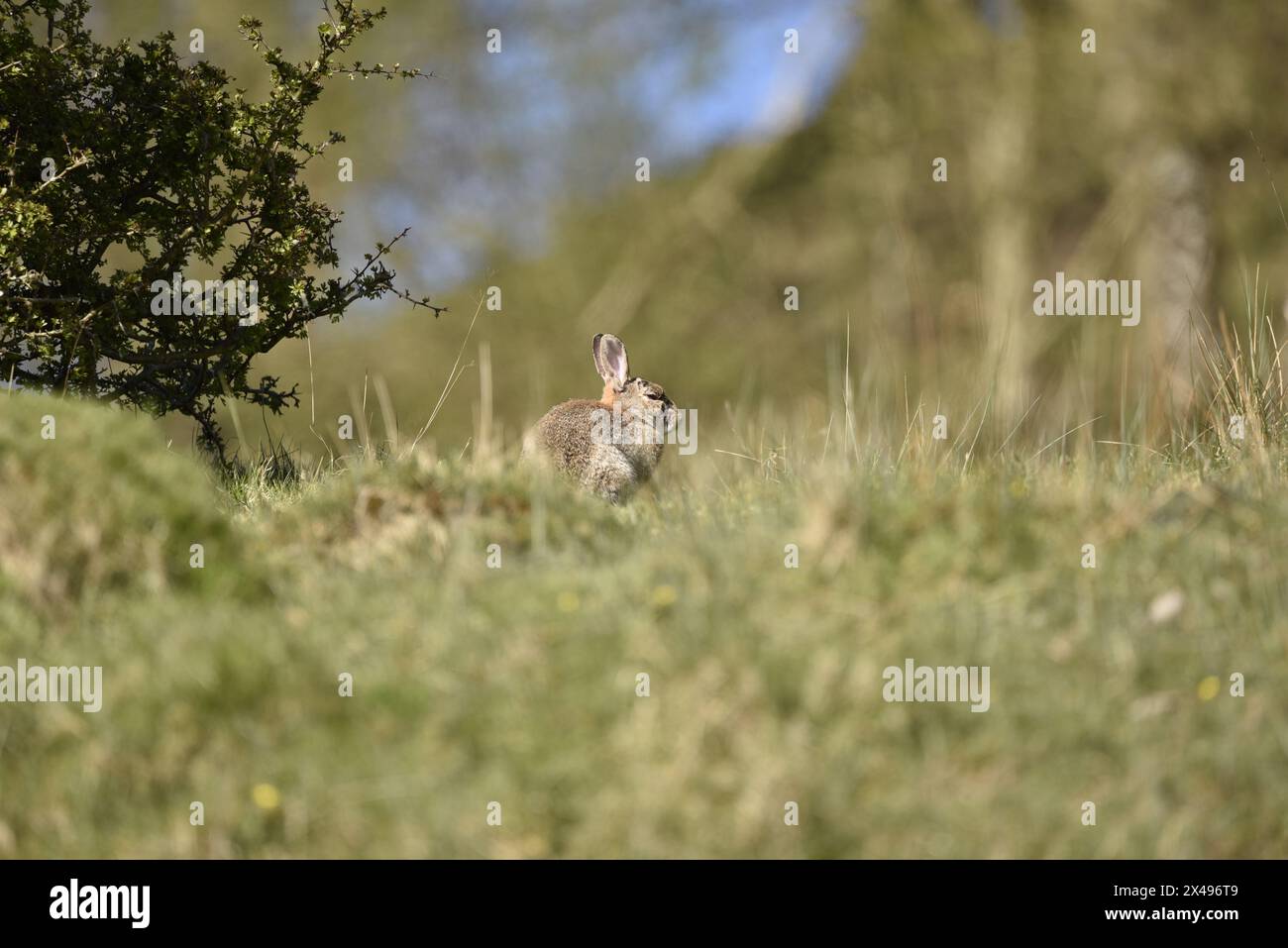 Wild Rabbit (Oryctolagus cuniculus) Sitting in the Sun in Right-Profile ...