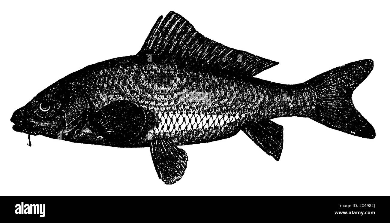 Common carpe Black and White Stock Photos & Images - Alamy