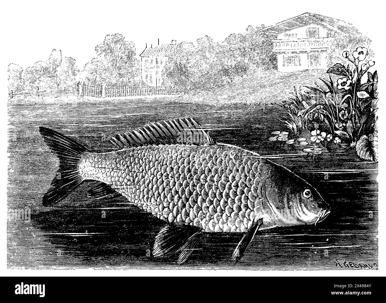 Common carpe hi-res stock photography and images - Alamy