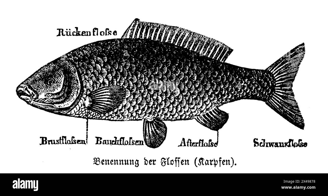 common carp, Naming of the fins, Cyprinus carpio, anonym (, ), Karpfen ...