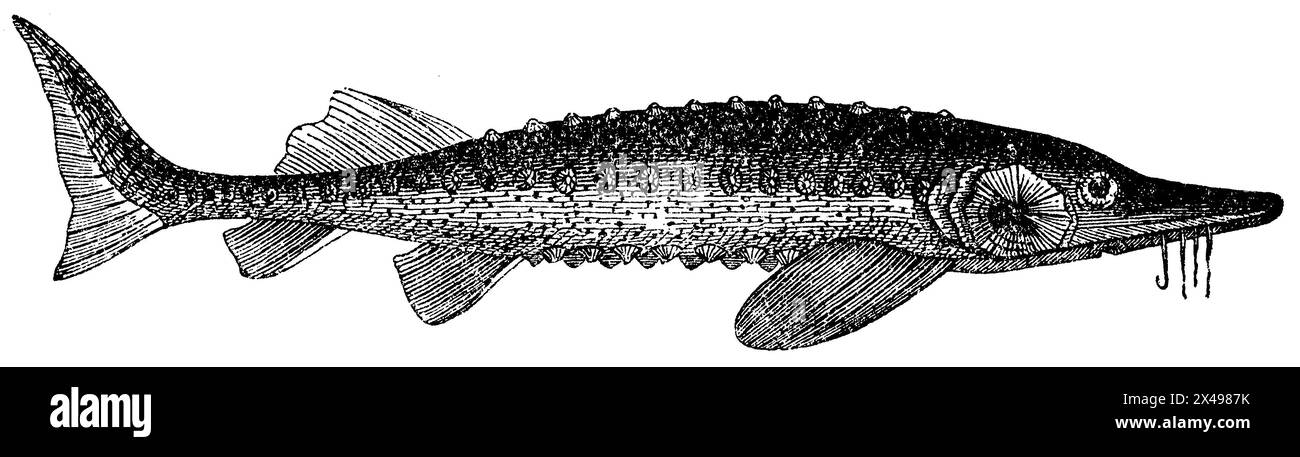 European sea sturgeon, Acipenser sturio, anonym (, ), Europäischer Stör ...