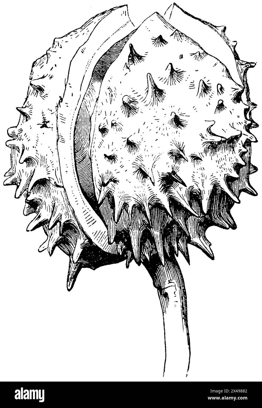 Conker frucht Black and White Stock Photos & Images - Alamy