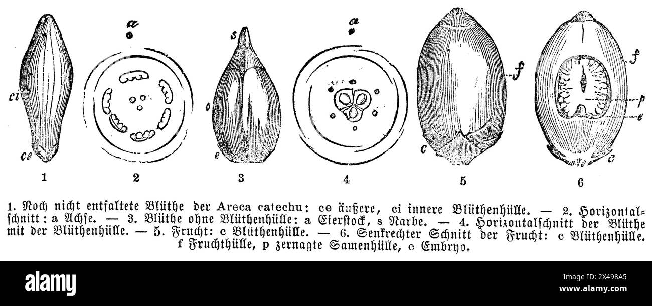 betel palm, flower, Areca catechu, anonym (biology book, 1881 ...