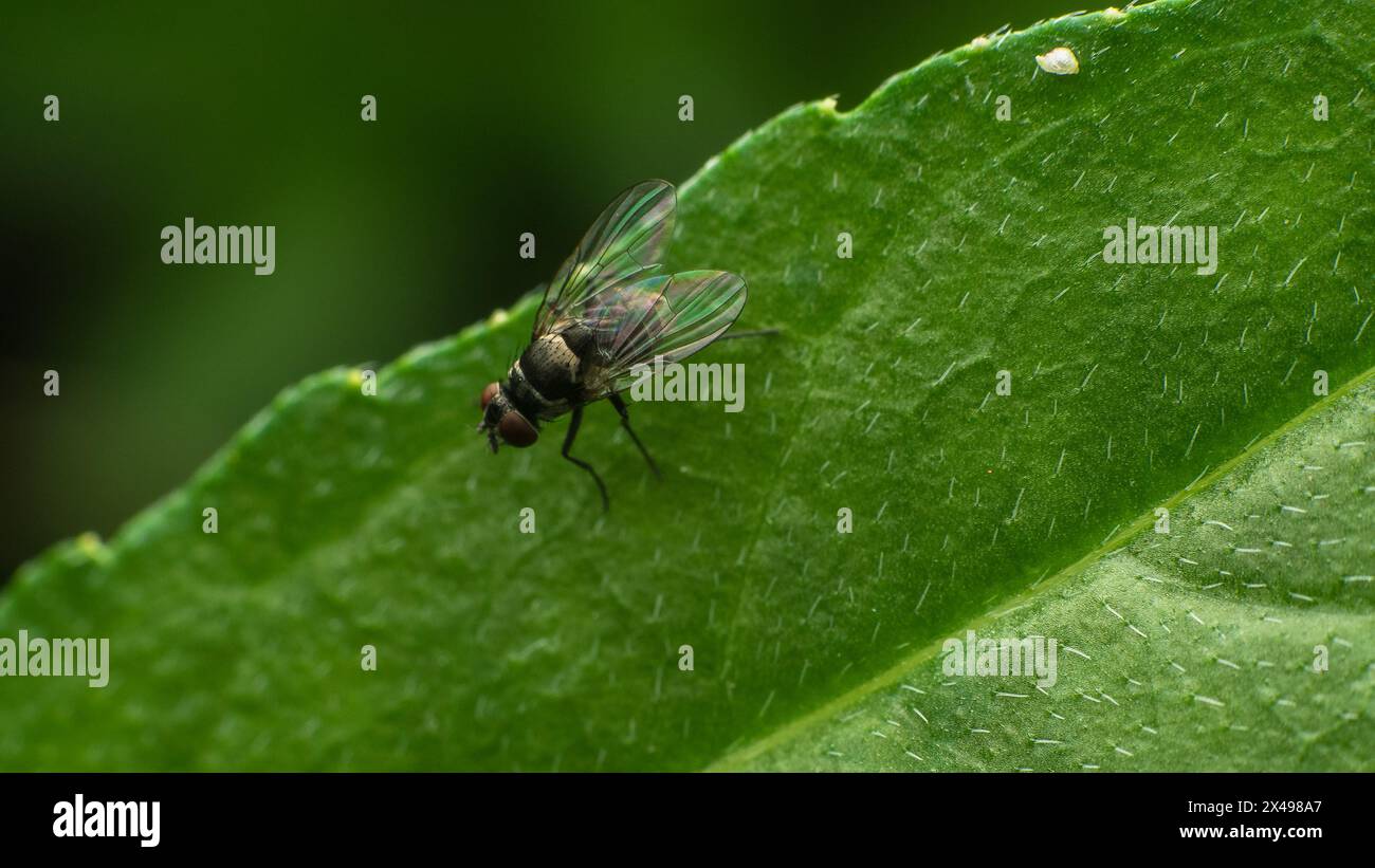 small metalic fly from Limnophora family on a green leaf Stock Photo ...